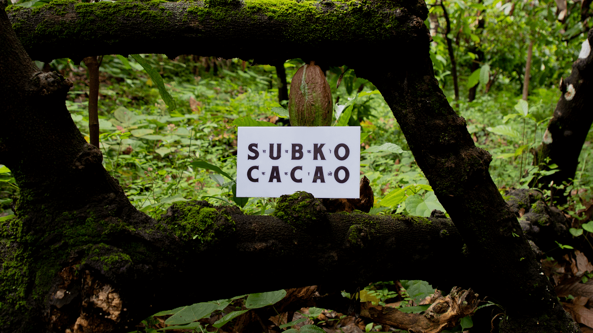 Cacao Pan India – Subko Coffee Roasters